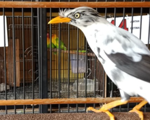 Harga Burung Jalak Kebo – KOMBI.ID