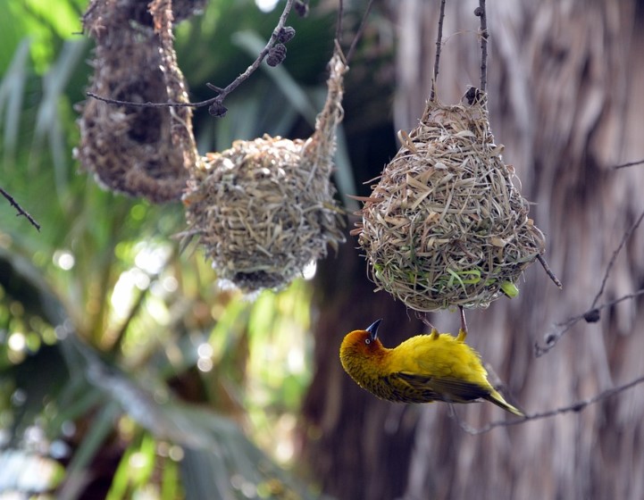 Mengenal Jenis Burung Manyar (Habitat, Makanan, Dan Suara) – KOMBI.ID