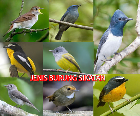 Mengenal Jenis Burung Sikatan, Harga Dan Suara Kicau MP3 – KOMBI.ID
