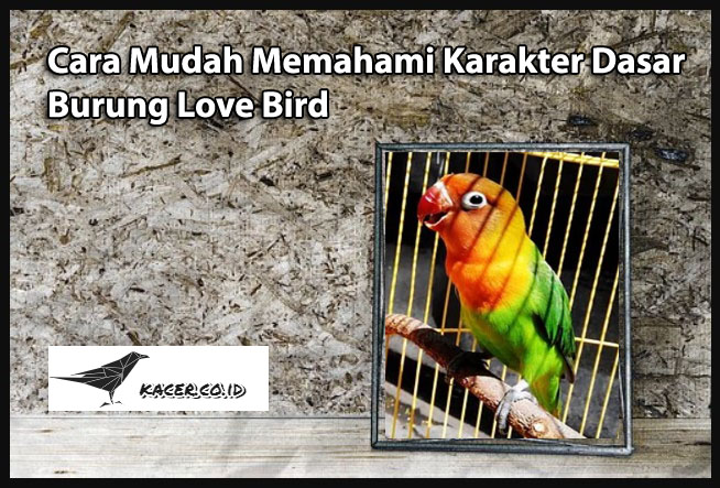 Cara Mudah Memahami Karakter Dasar Burung Love Bird – KOMBI.ID