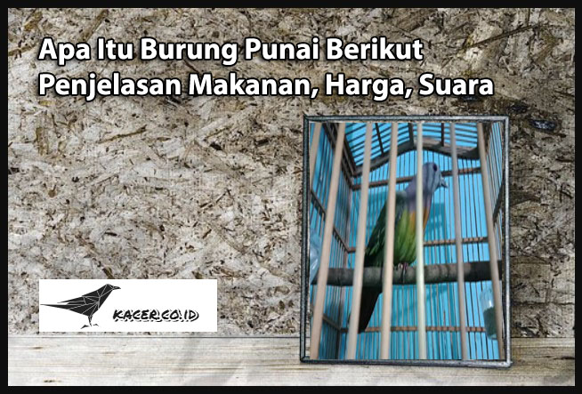 Apa Itu Burung Punai Berikut Penjelasan Makanan, Dan Harga – KOMBI.ID