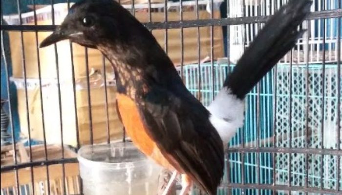 Mengenal Ciri Dan Karakter Burung Murai Nias – KOMBI.ID