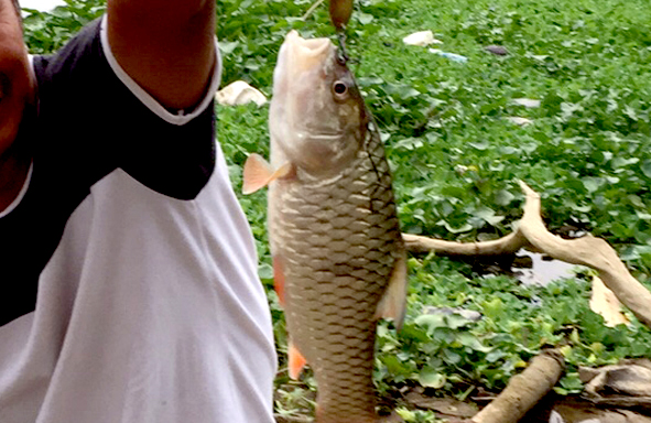 Beragam Teknik & Cara Mancing Ikan Hampala Sang Primadona Pemancing ...