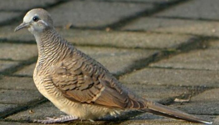 Fakta Unik Burung Perkutut Beserta Mitos Yang Beredar – KOMBI.ID