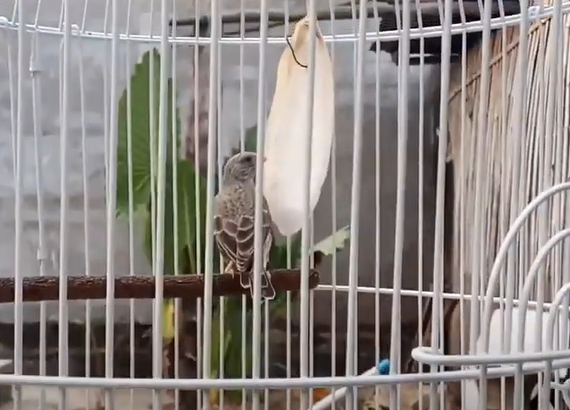 Daftar Harga Burung Sanger – KOMBI.ID
