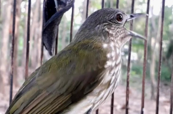 Cara Merawat Burung Siri Siri Agar Cepat Gacor – KOMBI.ID