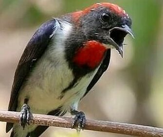 Mengenal Jenis Burung Cabe Cabean atau Kemade – KOMBI.ID