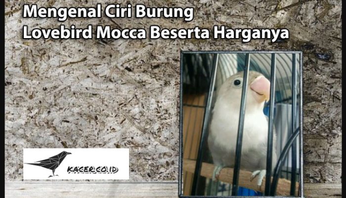 Mengenal Ciri Burung Lovebird Mocca Beserta Harganya – KOMBI.ID