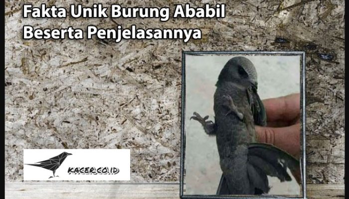 Fakta Unik Burung Ababil Beserta Penjelasannya – KOMBI.ID