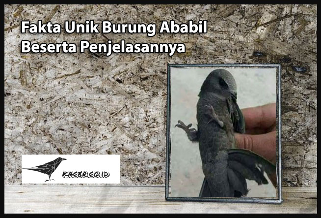 Fakta Unik Burung Ababil Beserta Penjelasannya – KOMBI.ID