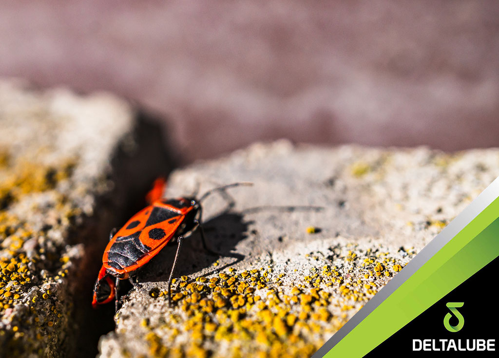 Daftar Binatang yang Kerap Masuk ke Dalam Mobil – KOMBI.ID