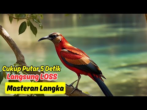 Terapi Suara Murai Batu ‘Golden Time’ untuk Pemulihan Mental Burung ...