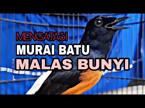 Masteran murai batu juara pancingan murai batu macet bunyi dan stres cocok juga untuk mutai ...