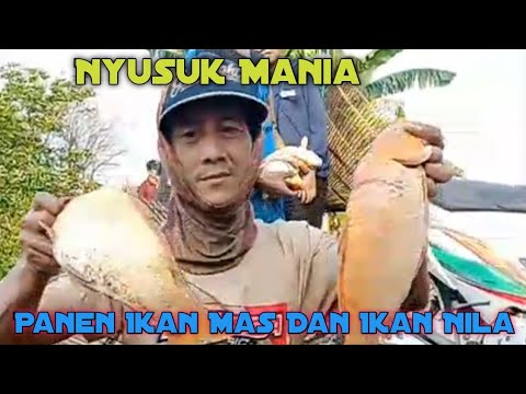 Nyusuk Mania || Panen Ikan Mas Dan Ikan Nila . – KOMBI.ID