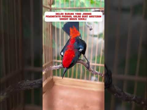 burung kemade Avatar #burung #mangkicauoffecial #kicaumania # ...