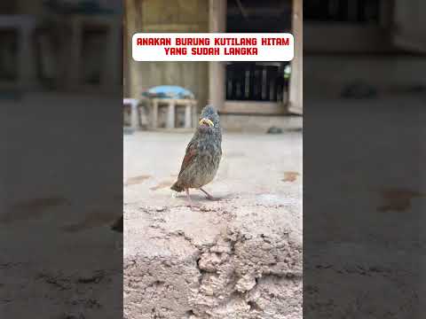 burung kutilang hitam #burung #mangkicauoffecial #kicaumania # ...