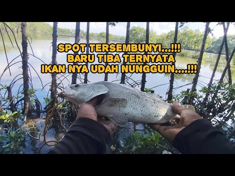 MANCING KAKAP PUTIH, MUARA SUNGAI DAMPYAK TEGAL. ‼️#mancingkakapputih # ...
