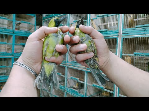 BURUNG SEPERTI INI YANG DI CARI KICAU MANIA – KOMBI.ID