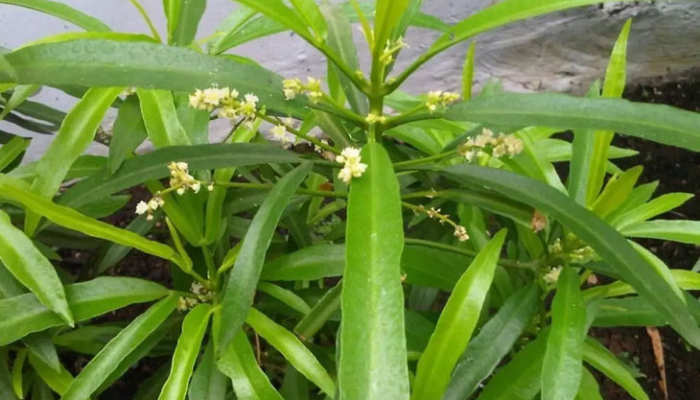 Tanaman Hias Zodia, Endemik Papua yang Bisa Hempaskan Nyamuk – KOMBI.ID
