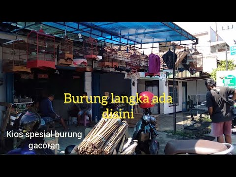 burung ombyokan super murah #harga burung #jenis burung#kicau mania# ...