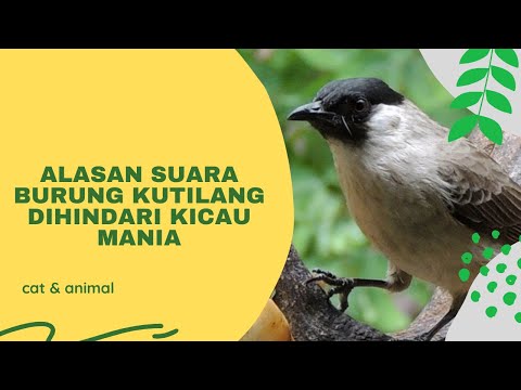 Alasan Suara Burung Kutilang Dihindari Kicau Mania – KOMBI.ID