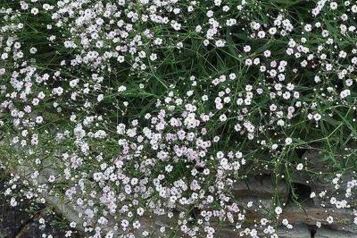 Bunga Baby’s Breath, si Mungil Warna-warni yang Banyak Penggemarnya ...