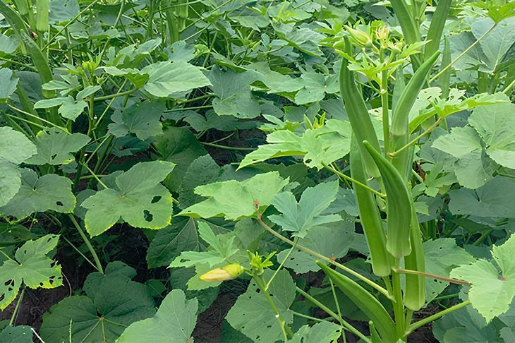 Tumbuh di Sela Lahan Tandus, Tanaman Okra Jadi Harapan Warga Desa Curah ...