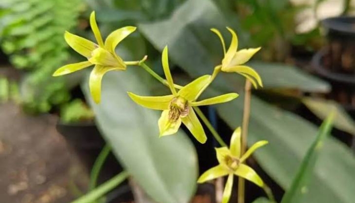 Anggrek Larat Hijau, Bunga dari Gunungkidul yang Menempel di Pohon ...