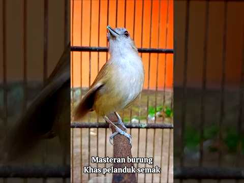 masteran burung khas pelanduk semak #birds – KOMBI.ID