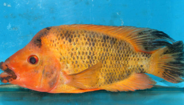 Seperti Namanya, Ikan Red Devil adalah Hama yang Agresif dan Invasif ...