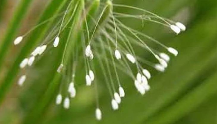 Bunga Udumbara, Bunga Surga yang Mekar Tiap 3000 Tahun Sekali – KOMBI.ID