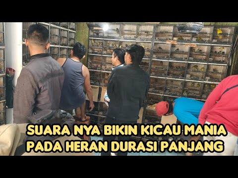 SUARA NYA BIKIN KICAU MANIA PADA HERAN DURASI PANJANG – KOMBI.ID