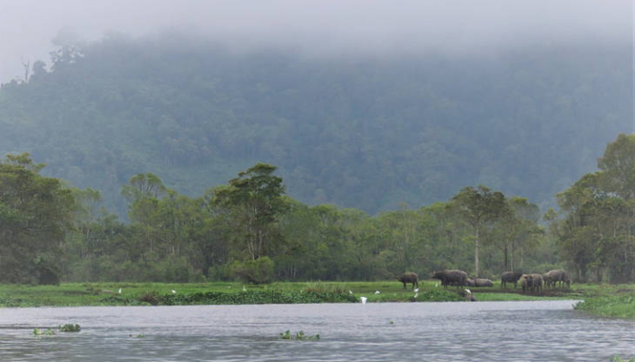 Legenda Sehimal Penunggu Tebat Rudus, Cerita Rakyat dari Sumatera ...