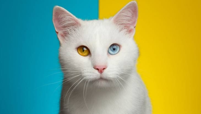 Cantiknya Kucing Odd Eyes, Anabul dengan Dua Warna Mata yang Berbeda ...