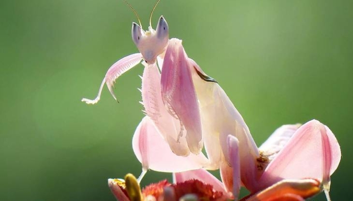 Orchid Mantis atau Belalang Anggrek, Serangga Unik yang Lihai Menyamar ...