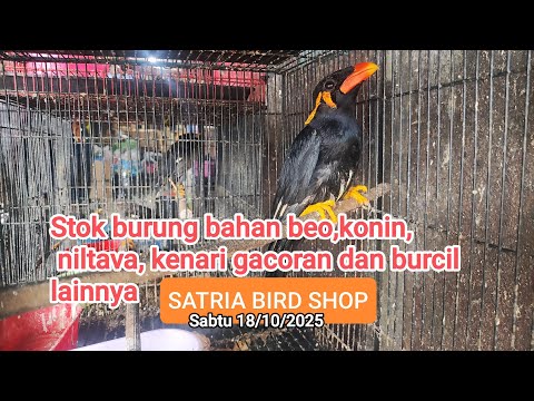 Update harga & stok beo, konin, kenari gacoran , bahan dan burcil ...