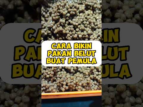 cara membuat pakan belut untuk pemula #info #seputar #cara #ikan # ...