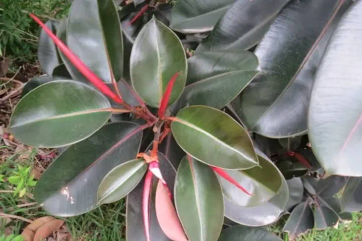 Pohon Karet Kebo, Tanaman Hias yang Bisa Menyerap Udara Kotor – KOMBI.ID