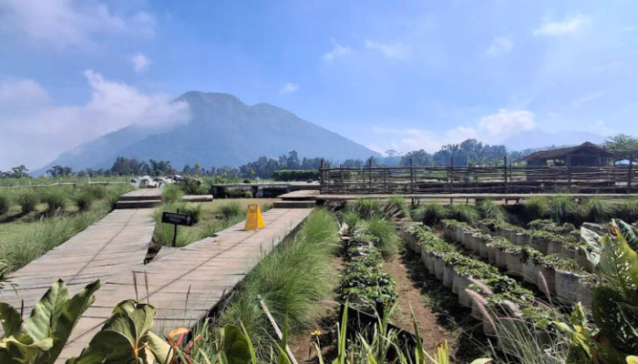 Hutan Desa Magelang, Panorama Spektakuler Empat Gunung di Kaki Merbabu ...