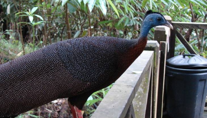 Kuau Raja (Argusianus argus), Burung Penari dari Pedalaman Hutan Tropis ...