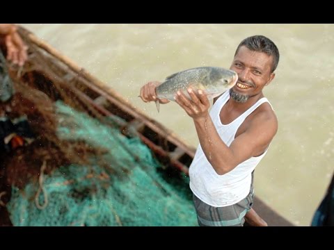 Conserving hilsa and building livelihoods in Bangladesh – KOMBI.ID