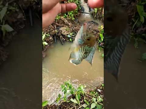 Mancing ikan louhan di selokan #mancing #fish – KOMBI.ID