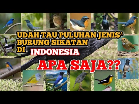 27 JENIS BURUNG SIKATAN DI INDONESIA YANG WAJIB KICAU MANIA KETAHUI‼️ ...