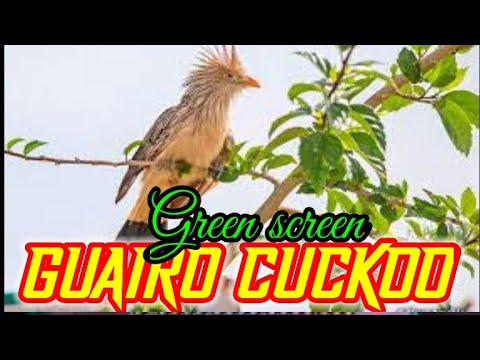 BURUNG KICAU” GUIRA CUCKOO”.(KICAU MANIA)Green screen. – KOMBI.ID