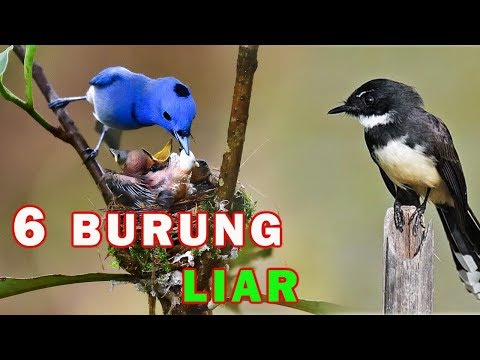 6 BURUNG LIAR CANTIK ADA DI HUTAN INI ~ kicau mania – KOMBI.ID