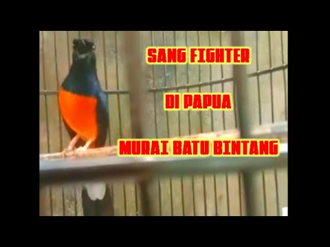 MURAI BATU FIGHTER SANG JUARA DI TIMIKA PAPUA||BINTANG|| – KOMBI.ID