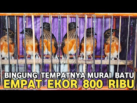 SUDAH SEMURAH INI || HARGA MURAI BATU TROTOL JANTAN DARI 400 RIBUAN DI ...