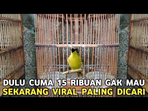 DULU DIANGGAP REMEH || SEKARANG VIRAL KICAUN INI PALING DIMINATI PARA ...