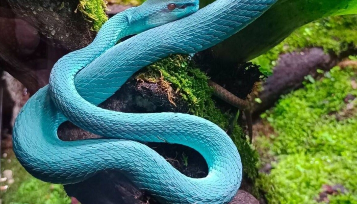 Demam Zootopia 2, Ular Viper Biru Asli Indonesia Kini Mendunia – KOMBI.ID