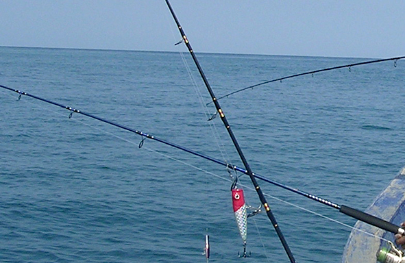 Beragam Teknik Mancing Tenggiri, Sensasi Strike Ikan Dambaan Pemancing ...